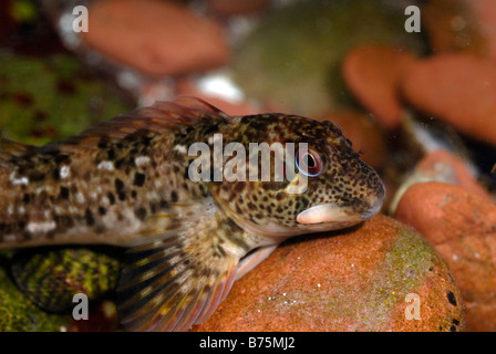 Shanny or Blenny rock pool fish Cornwall, England Stock Photo - Alamy