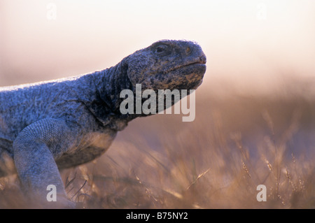 Spiny Tailed Lizard, Bahrain, Arabian Gulf Stock Photo - Alamy