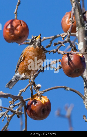 American robin bird eating apple in tree during winter in New Stock ...