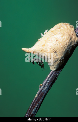 Praying mantis Bahrain Arabian Gulf Stock Photo - Alamy