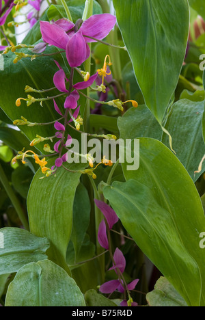 Dancing ladies ginger, dancing girls ginger (Globba winitii ...