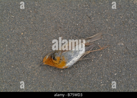 dead bird robin redbreast lying on asphalt on a street Stock Photo - Alamy