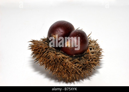 Closeup of a Chinese Chestnut bur with nuts inside Stock Photo - Alamy