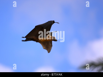Maldives Fruit Bat Stock Photo - Alamy