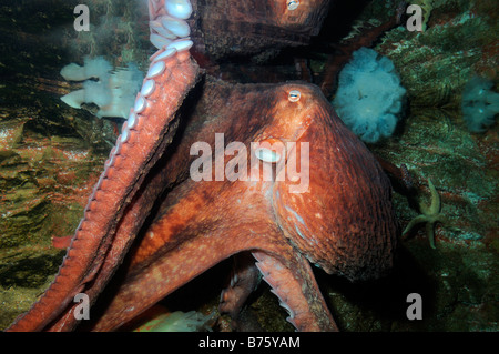 Siphon of Giant Pacific Octopus (Enteroctopus dofleini). British ...