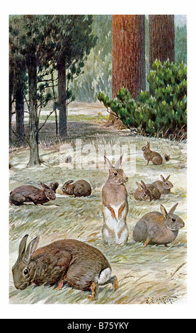 Drawing of a rabbit Stock Photo - Alamy