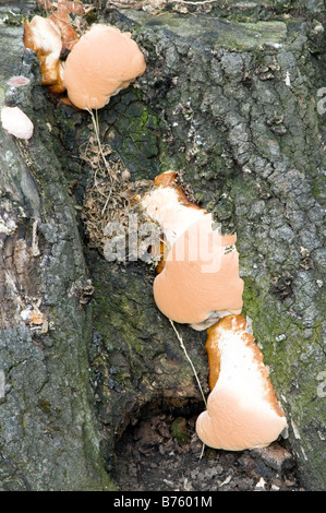 fungus on dead tree stump root decay decaying rot rotting Stock Photo ...