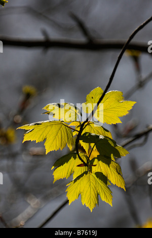 Backlit leaves of Sycamore (Acer pseudoplatanus) tree in upland ...