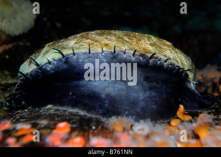 Red Abalone (Haliotis rufescens) with mantle extended, eats algae ...