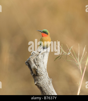 Red-throated bee-eater Merops bulocki calling. Niokolo Koba National ...