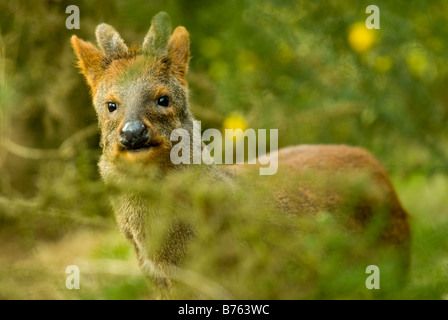 Male Southern Pudú deer (Pudu puda), native to the lower ranges of the ...