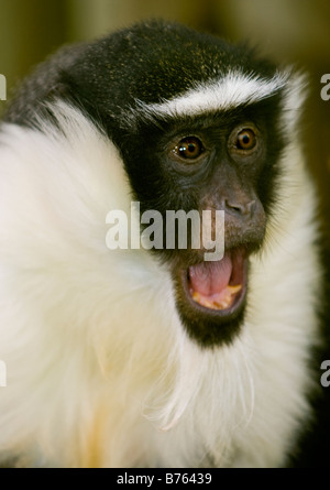 Roloway monkey (Cercopithecus roloway Stock Photo - Alamy