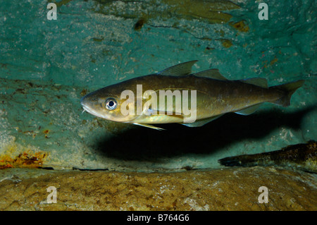 Pacific tomcod Microgadus proximus captive Stock Photo - Alamy
