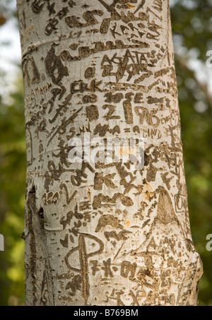 Names scratched into the bark of a tree in the Botanic gardens in Stock ...