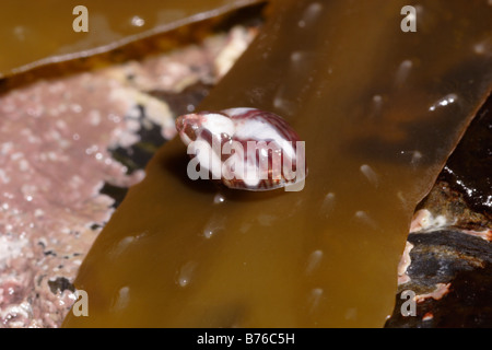 Pheasant shell Tricolia pullus Phasianellidae on the lower shore UK Stock Photo - Alamy