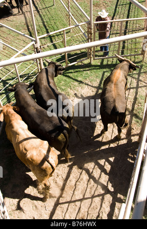 Rodeo bulls in a pen waiting to perform in a rodeo. Wyoming, USA Stock ...