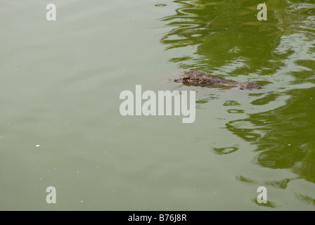 parc djerba explore,ile aux crocodiles,djerba,tunisia,africa Stock ...