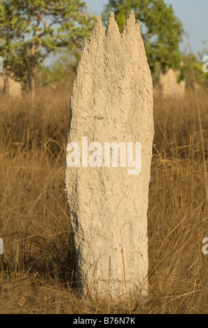 Magnetic termite (Amitermes meridionalis & A. laurensis) mound's thin ...