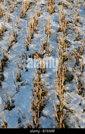 winter field of stubble, suffolk, england Stock Photo - Alamy