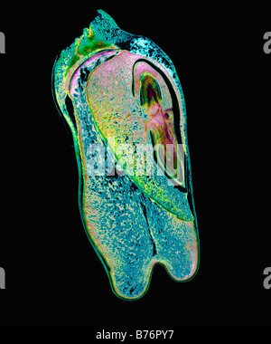 Corn and microscope Stock Photo - Alamy