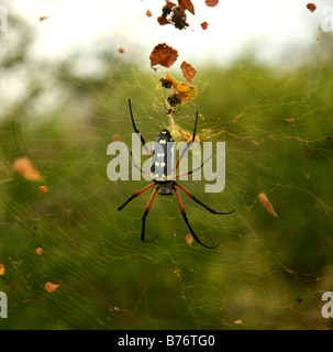 A Kenyan spider Stock Photo - Alamy
