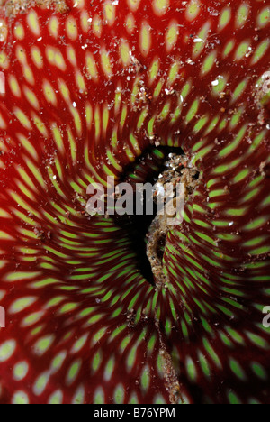 Strawberry Anemone; Actinia fragacea; UK Stock Photo - Alamy