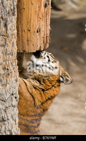 Sumatran TIger Cub scratches a tree in captivity Stock Photo - Alamy