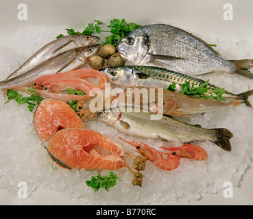 A closeup of mollusc shells for cool background Stock Photo - Alamy