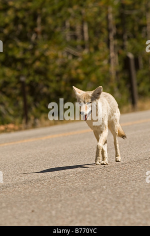 Coyote, Canis latrans, on the move, hunting for prey in the snowy ...