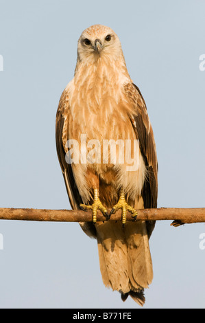 brahminy kite juvenile in indian wetlands Stock Photo - Alamy
