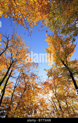 A vertical shot of a sugar maple tree (Acer saccharum) and a spruce ...