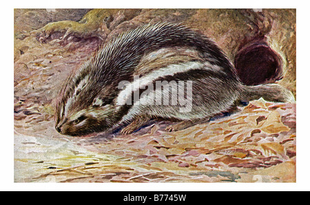 lophiomys imhausi Crested Rat Maned Rat East African rodent Stock Photo ...