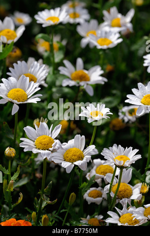 Chrysanthemum paludosum 'Snowland' Leucanthemum Mini Marguerite dwarf ...