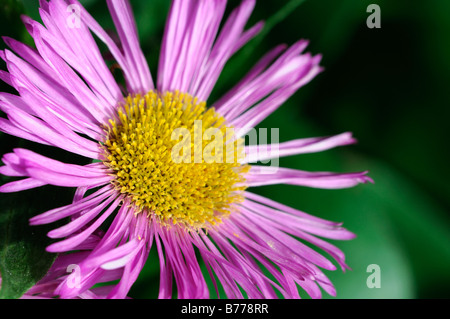 Close-up of pink erigeron Stock Photo - Alamy