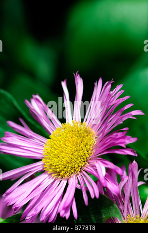 Close-up of pink erigeron Stock Photo - Alamy