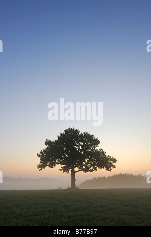 A scenic shot of the silhouettes of trees before the magical blue sky ...