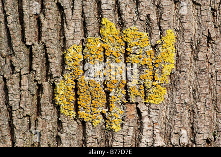 Common Orange Lichen on a tree branch Stock Photo - Alamy