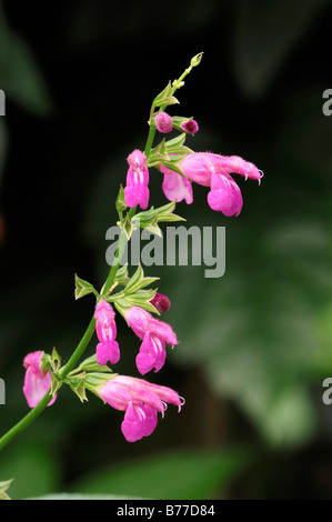 Chiapas Sage (Salvia chiapensis Stock Photo - Alamy