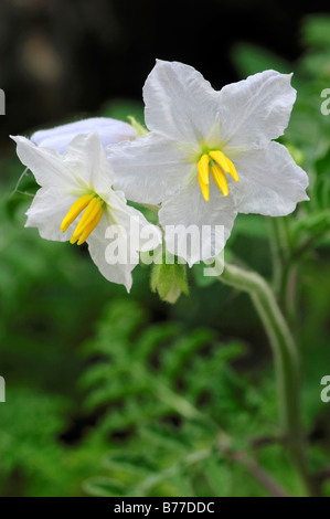 Sticky nightshade Solanum Sisymbriifolium Stock Photo - Alamy