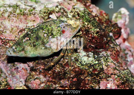 Left-handed hermit crab Stock Photo - Alamy
