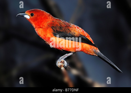 Brazilian Tanager (Ramphocelus bresilius), male, side Stock Photo - Alamy