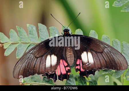 A Ruby spotted swallowtail Papilio anchisiades butterfly Stock Photo ...