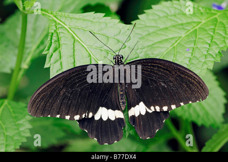 Photo of a Common Mormon Butterfly (Papilio polytes) of the ...