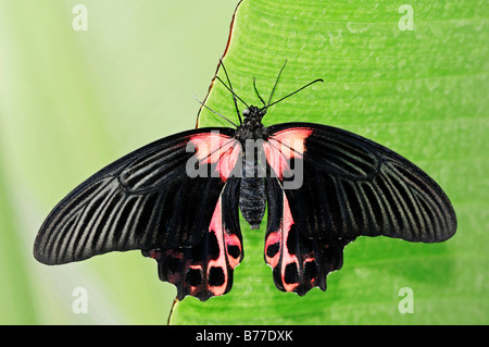 Scarlet Mormon (Papilio rumanzovia) female open wings on a leaf ...