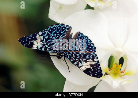 Red Cracker Butterfly, (Hamadryas amphinome mexicana), Male, ventral ...