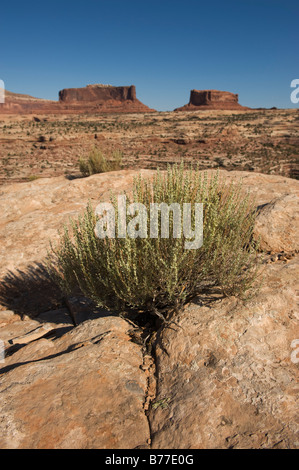 Monitor Butte in Canyonlands National Park in Utah. Represents the ...