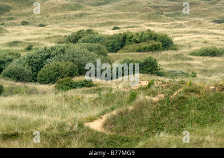 Kenfig National Nature Reserve sand dunes, Ton Kenfig, Bridgend, South ...