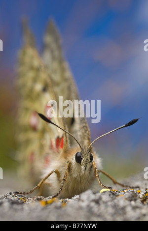 butterfly moth butterfly moth apollofalter ritterfalter parnassius ...
