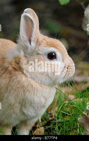 Closeup shot of a brown dwarf rabbit Stock Photo - Alamy