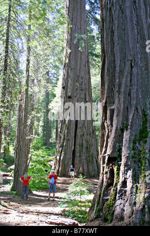 Giant Sequoia trees in Calaveras Big Trees State Park, California Stock ...